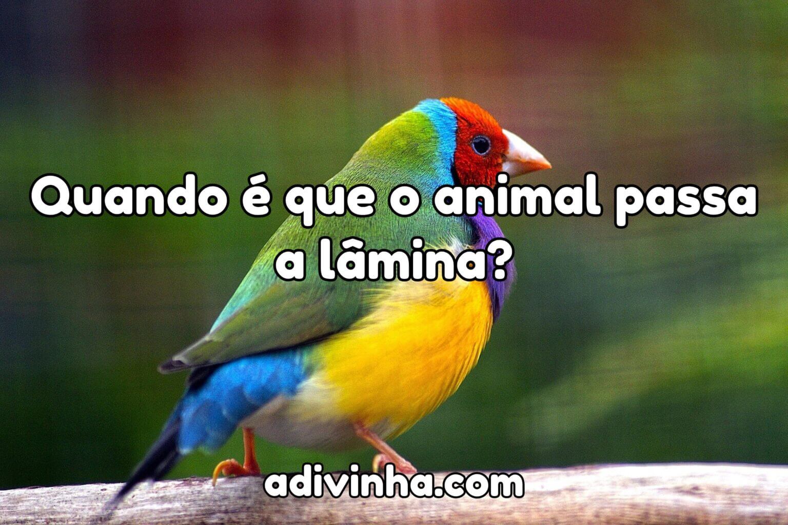 Quando é que o Animal · Adivinhas Populares